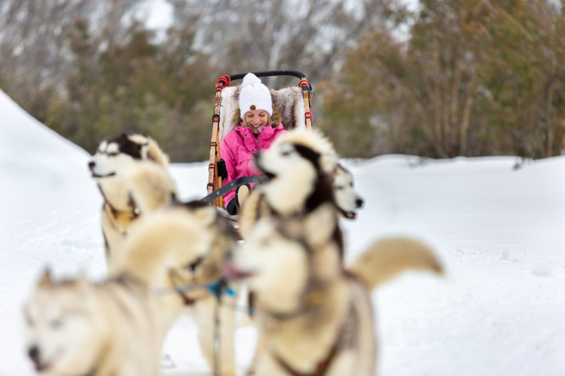 Australian Sled Dog Tours – Mt Stirling Alpine Resort