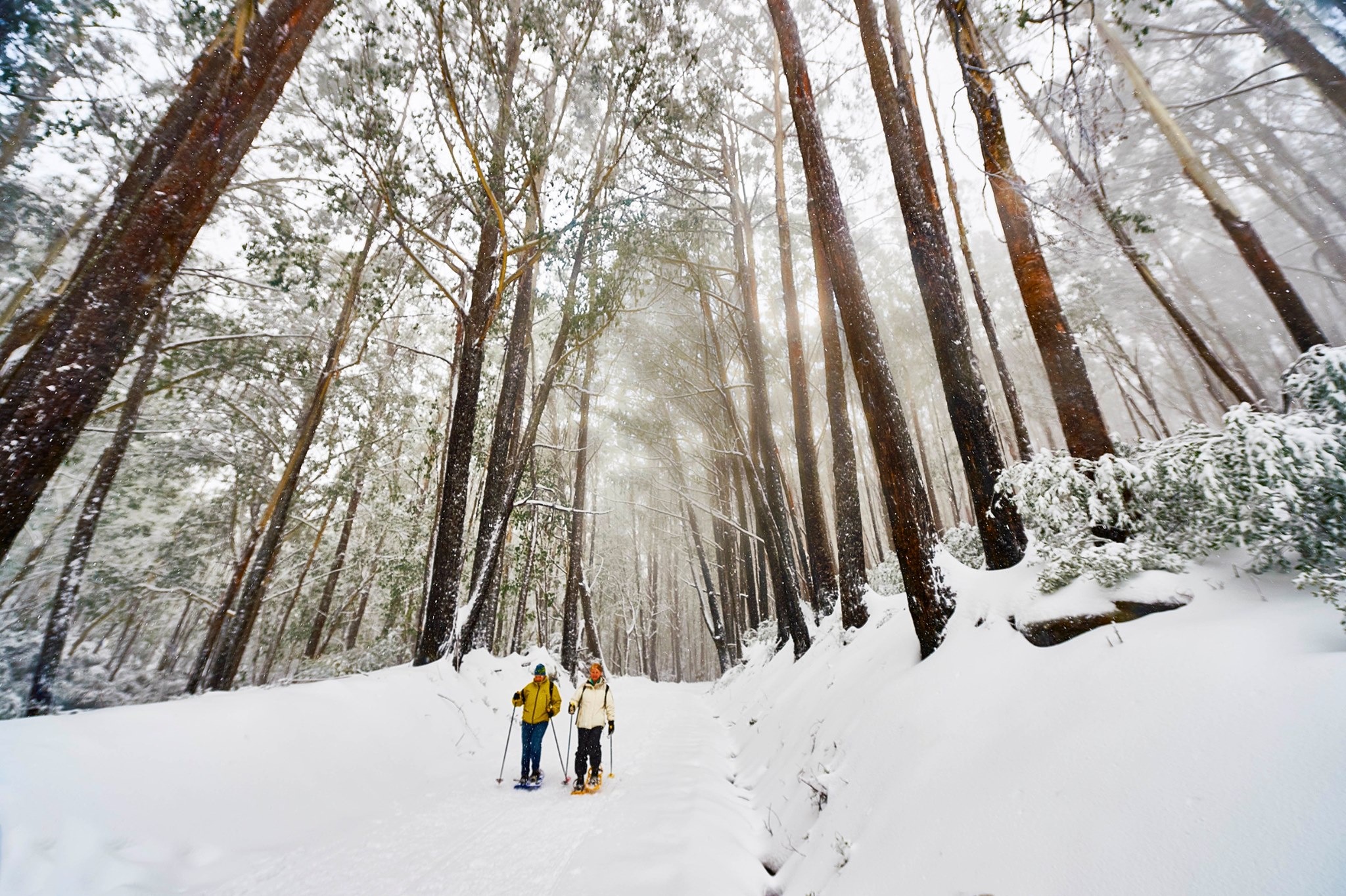 Mt Stirling is open early – Mt Stirling Alpine Resort